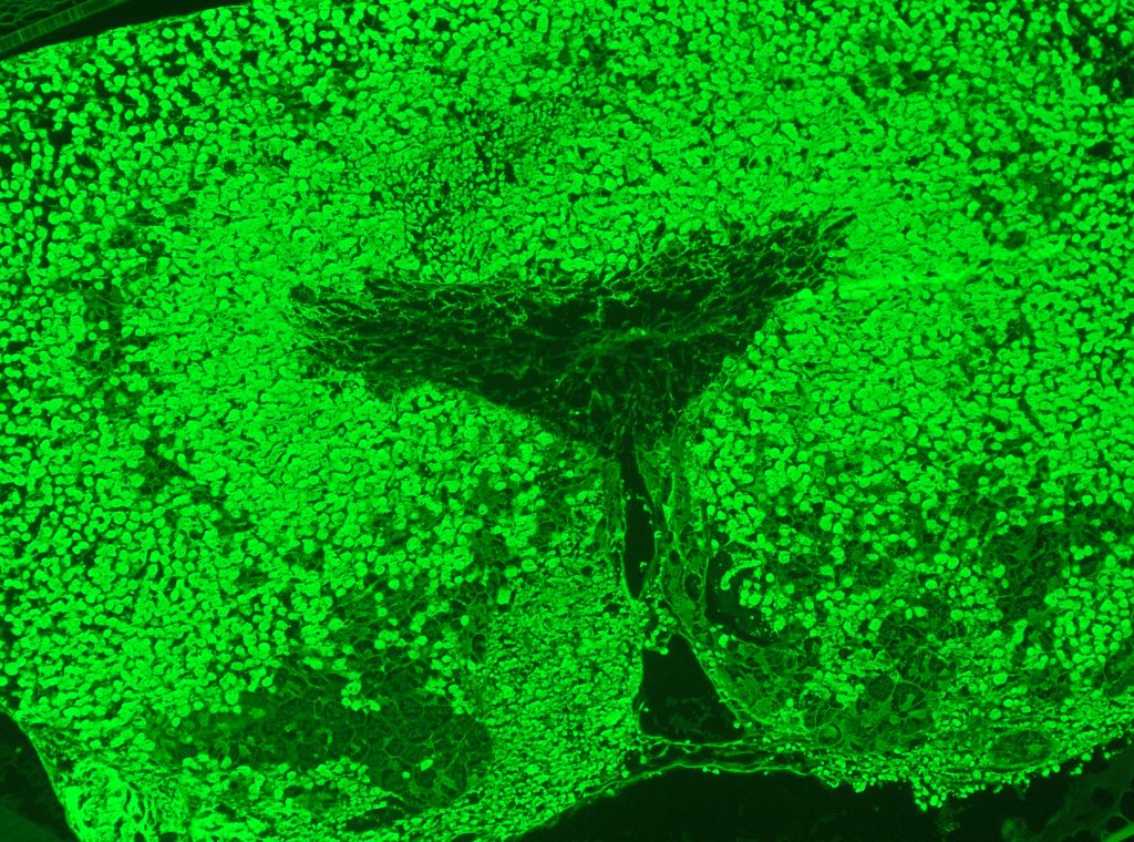Histology services & histotechnique | Plastic/resin embedding | AnaPath