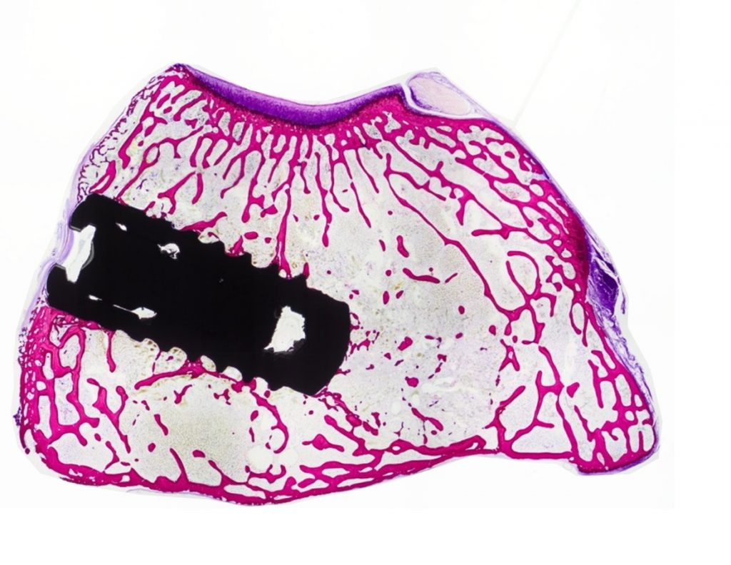 Histology services & histotechnique | Plastic/resin embedding | AnaPath