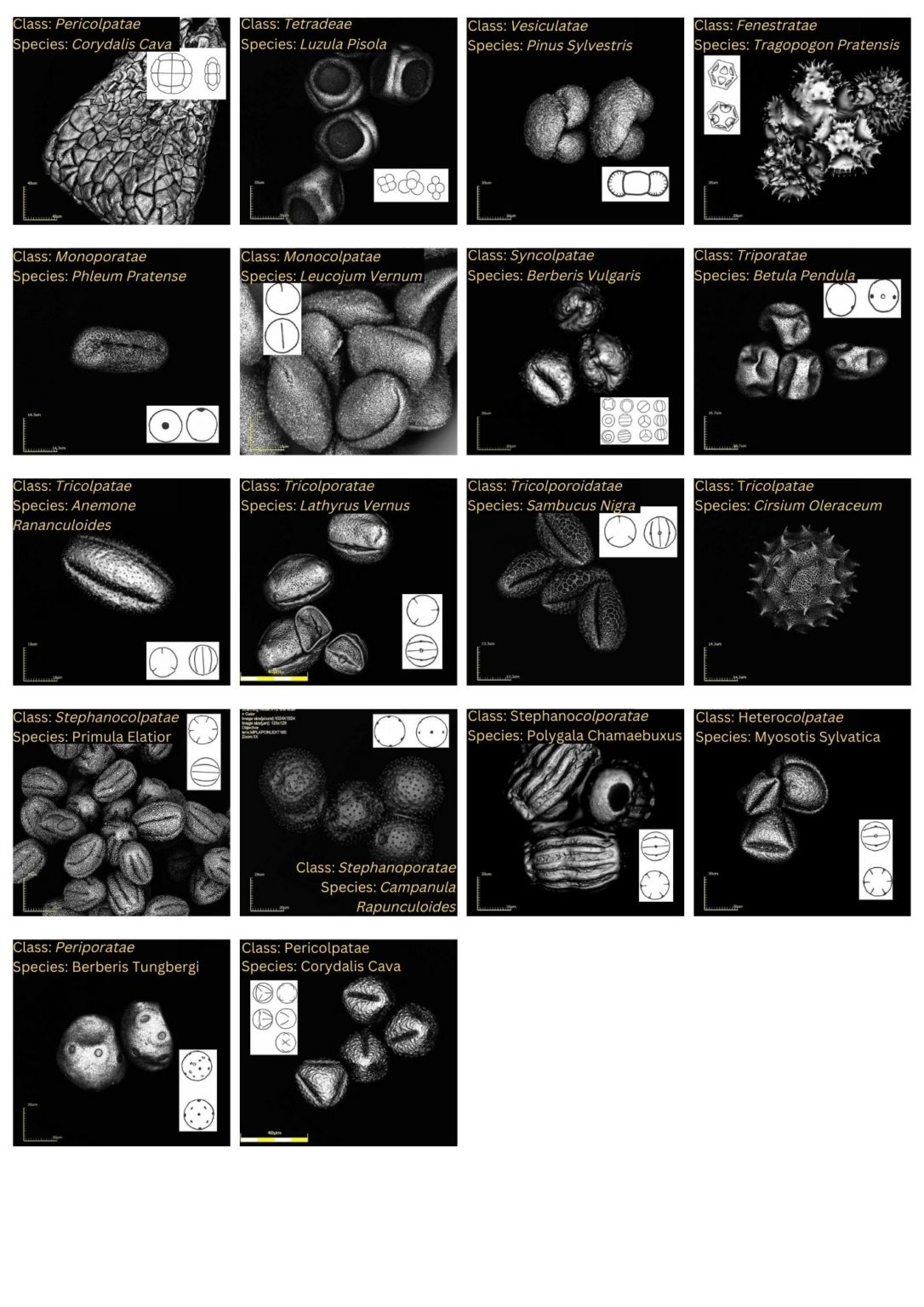 Plant Pollen Identification and Characterization - AnaPath